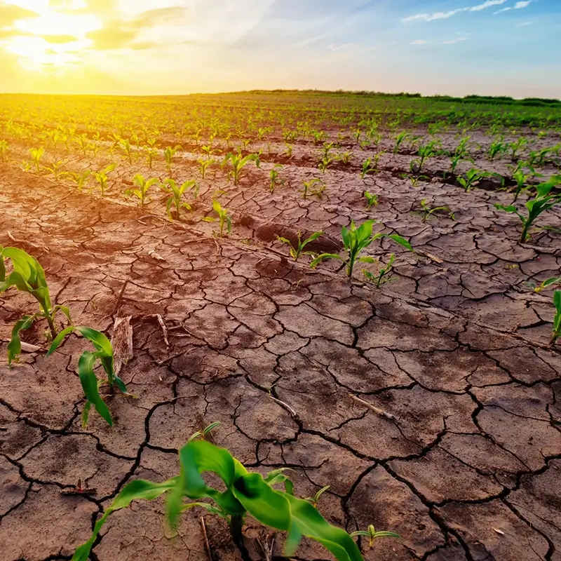 Biotechnology for Drought-Resistant Crops