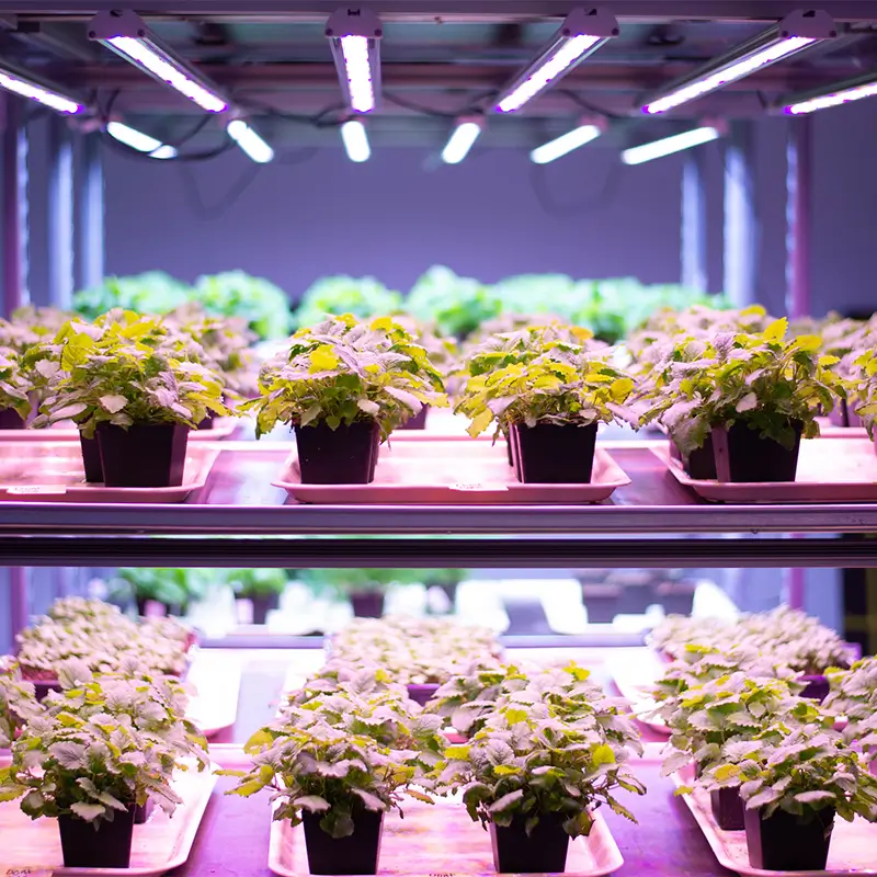 Smart Photonic Tech to Boost Agricultural Efficiency